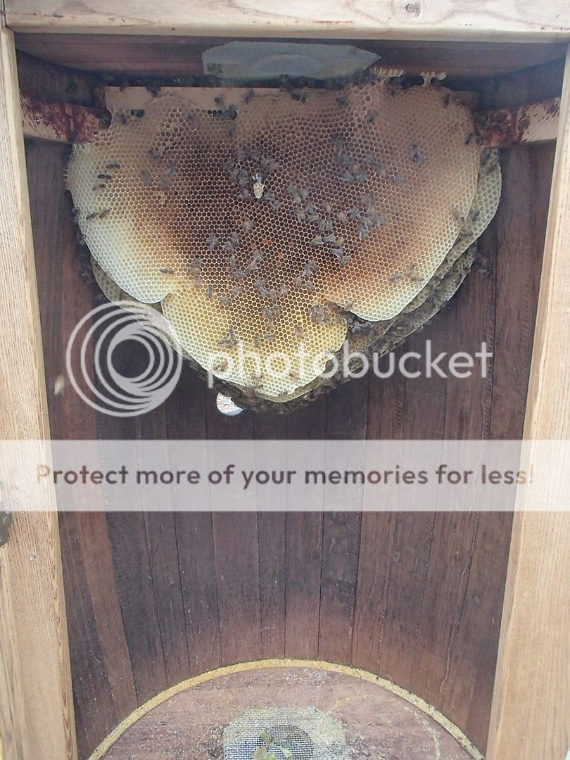 Stacked Mating Nucs | Beesource Beekeeping Forums